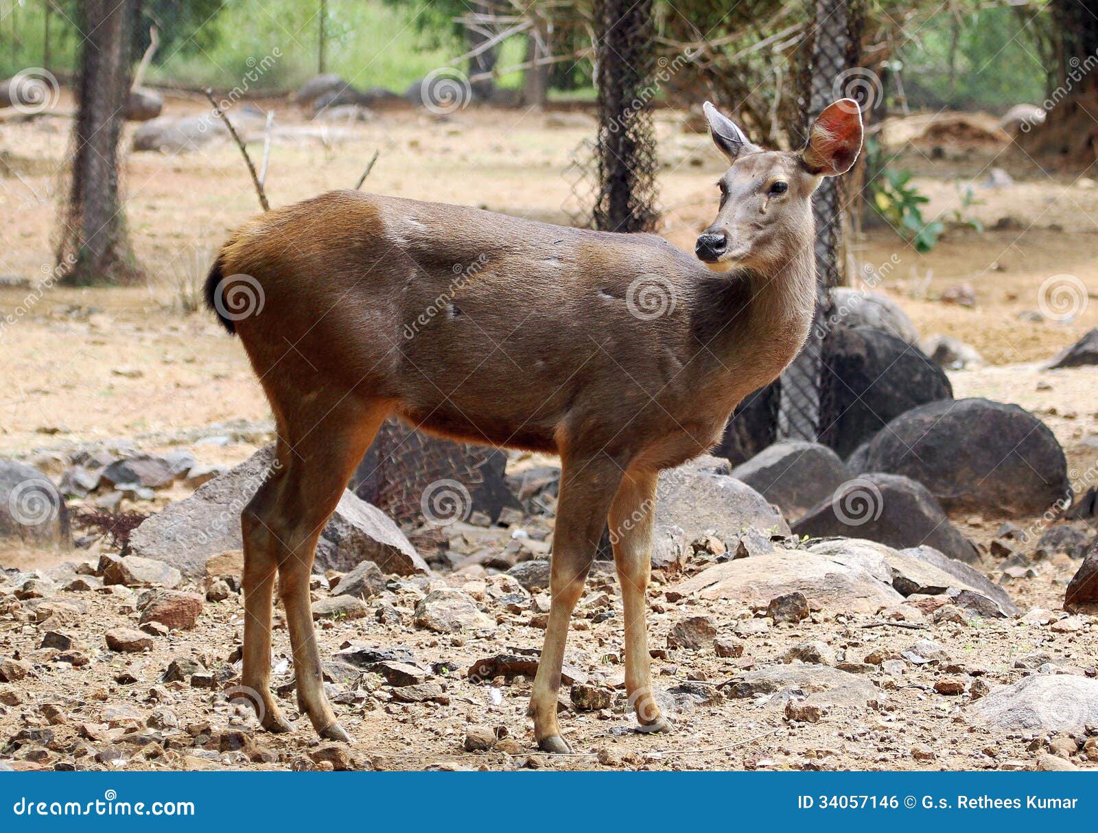 Impala femenino foto de archivo. Imagen de hembra, impala - 34057146