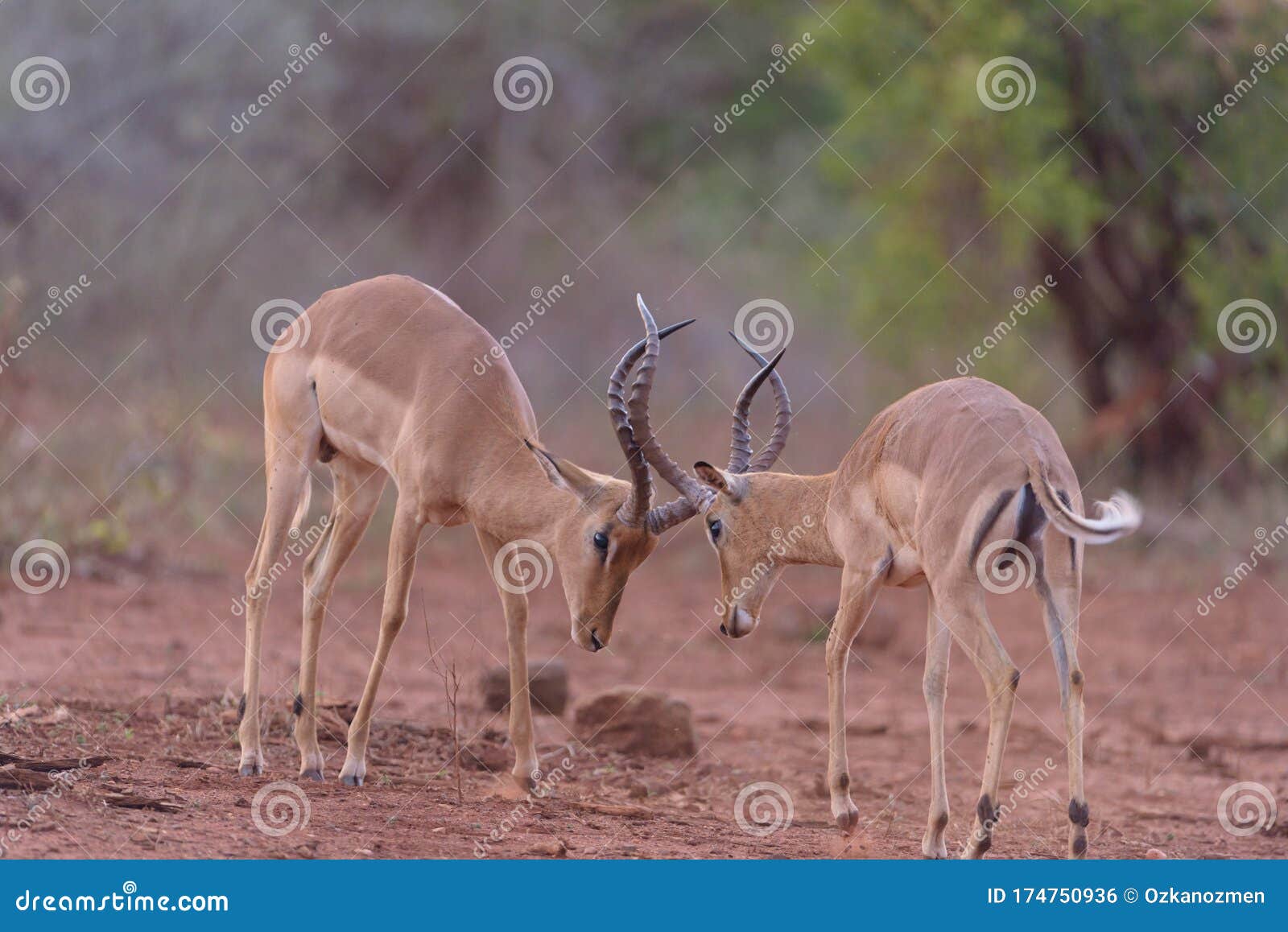 Impala fighting, antelope stock photo. Image of game - 174750936