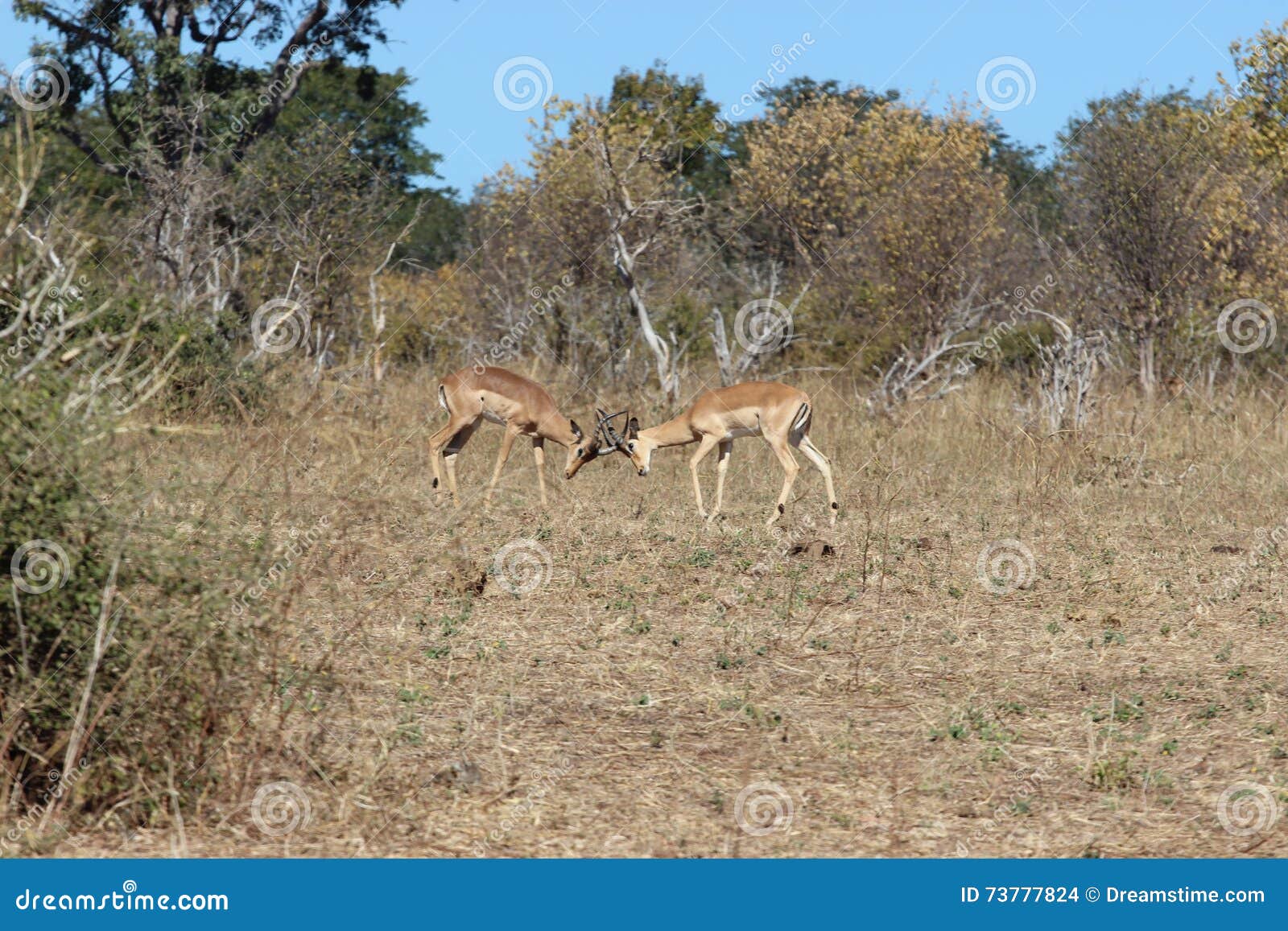 Impala fighting/playing stock photo. Image of impala - 73777824