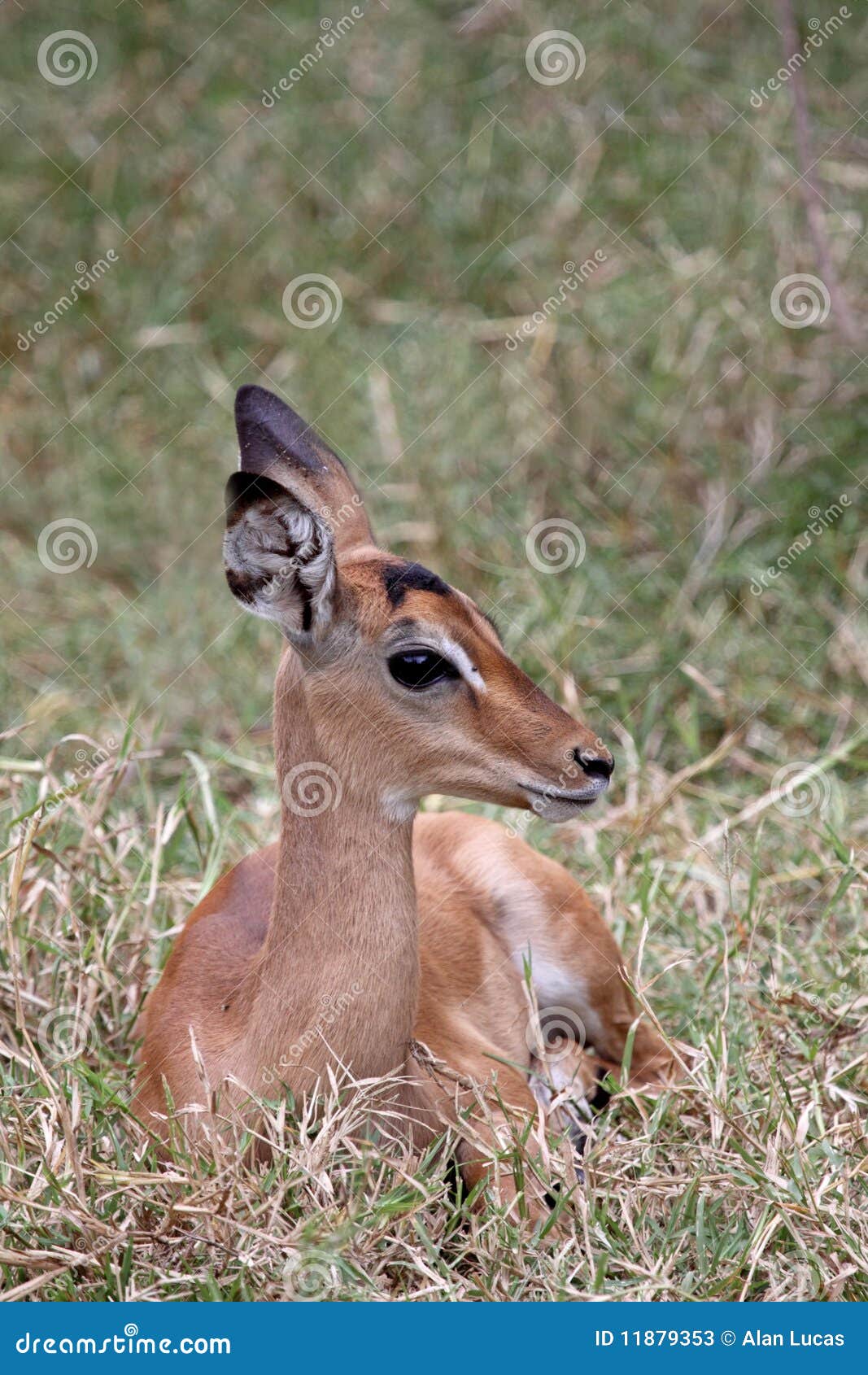 Impala Foal stock image. Image of impala, game, flora - 11879353