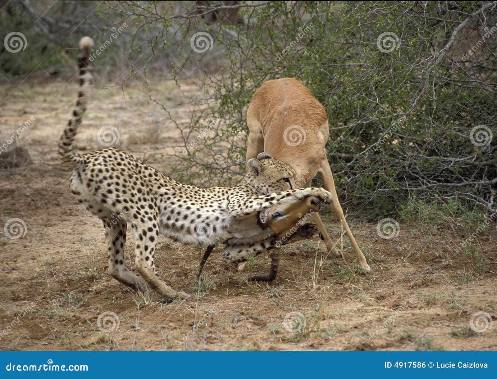 Impala and leopard stock photo. Image of beauty, hunting - 4917586