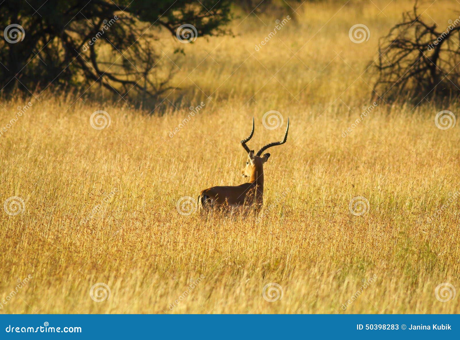 Impala goat stock image. Image of goats, kenia, kenya - 50398283