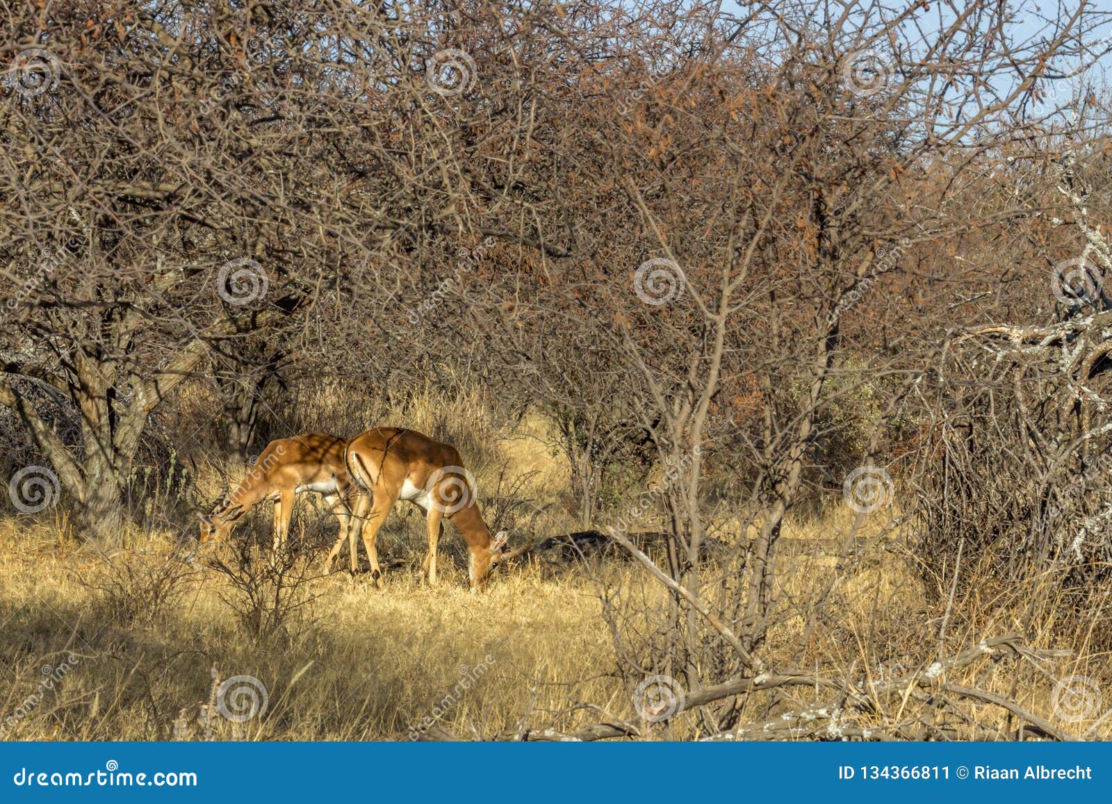 Impala Grazing Under a Bushveld Tree Stock Image - Image of outdoor ...