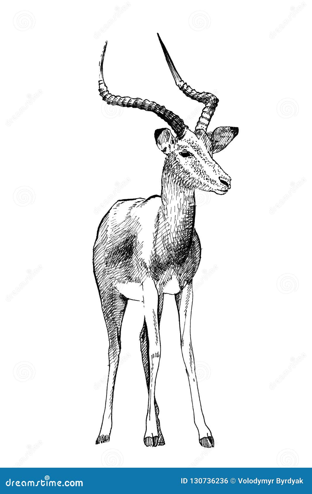 Impala Hand Drawn Illustrations Stock Illustration - Illustration of ...