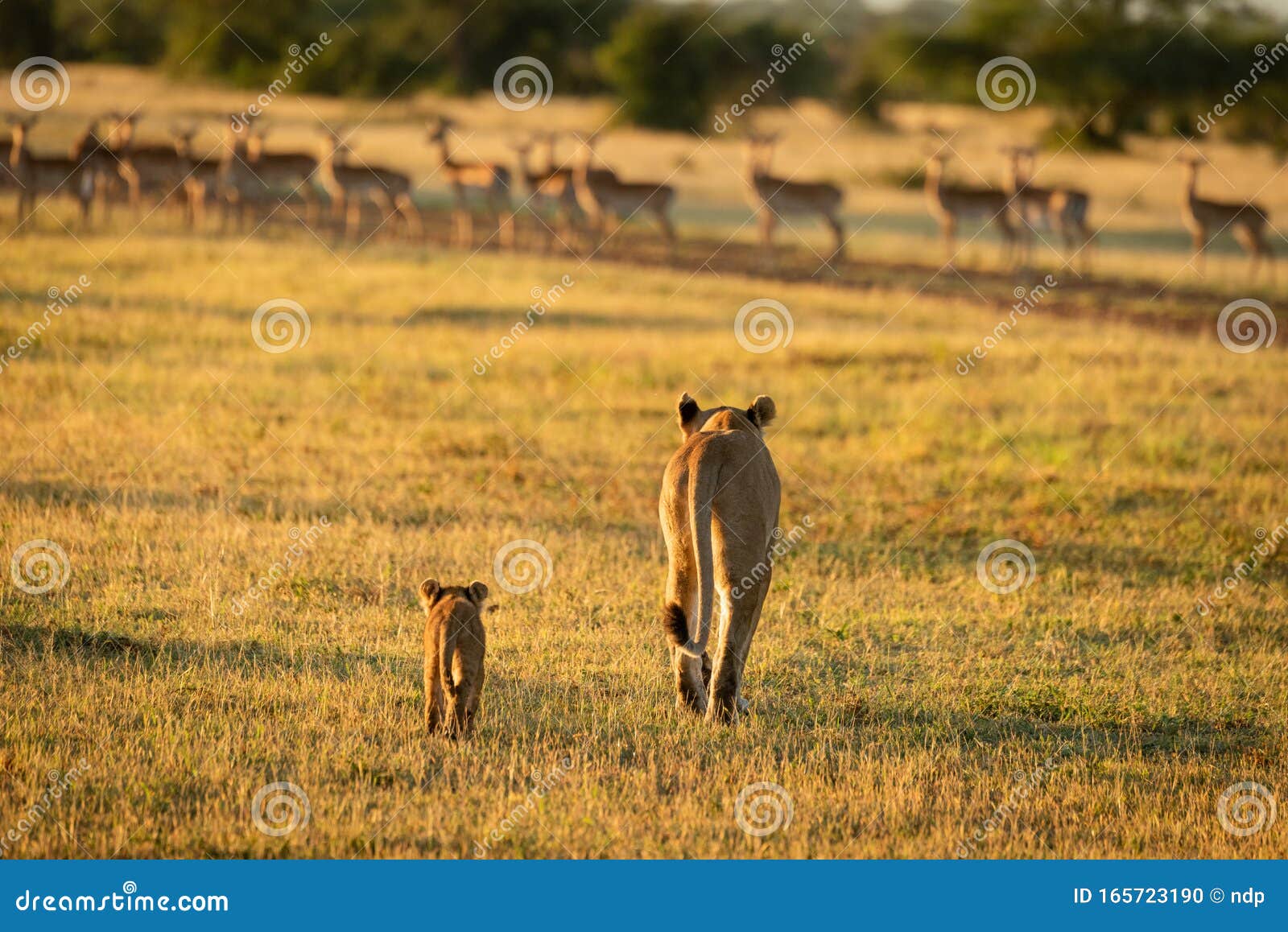 Impala Harem Watches Lioness and Cub Approach Stock Photo - Image of ...