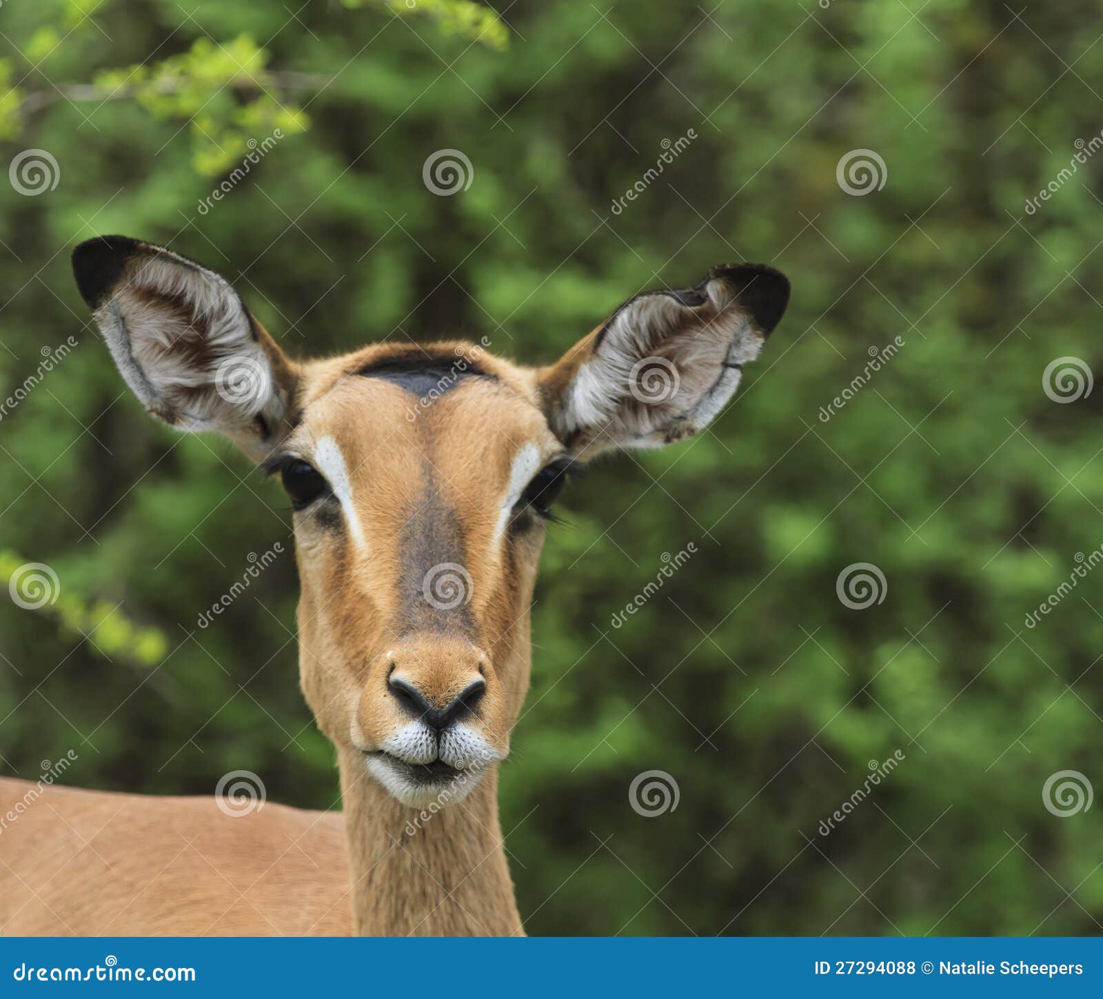 Impala Head stock photo. Image of plain, shoulder, beauty - 27294088