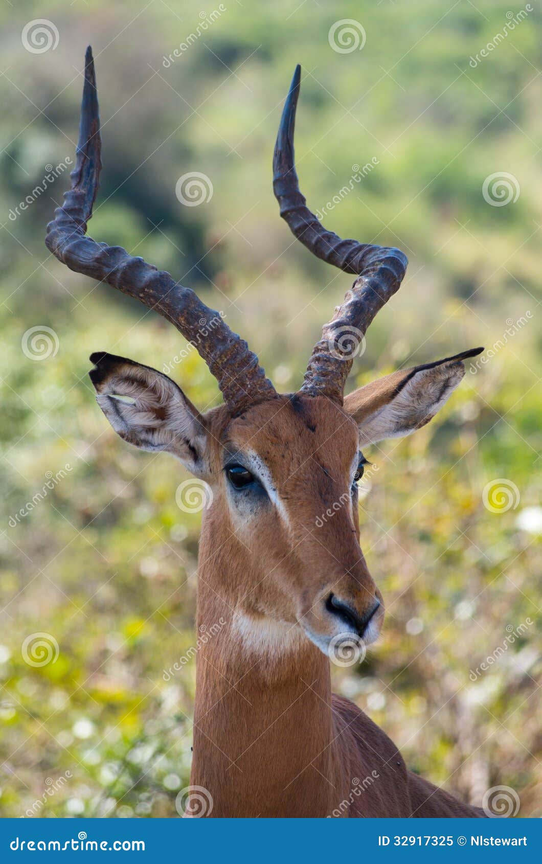 Impala stock image. Image of south, nature, impala, national - 32917325