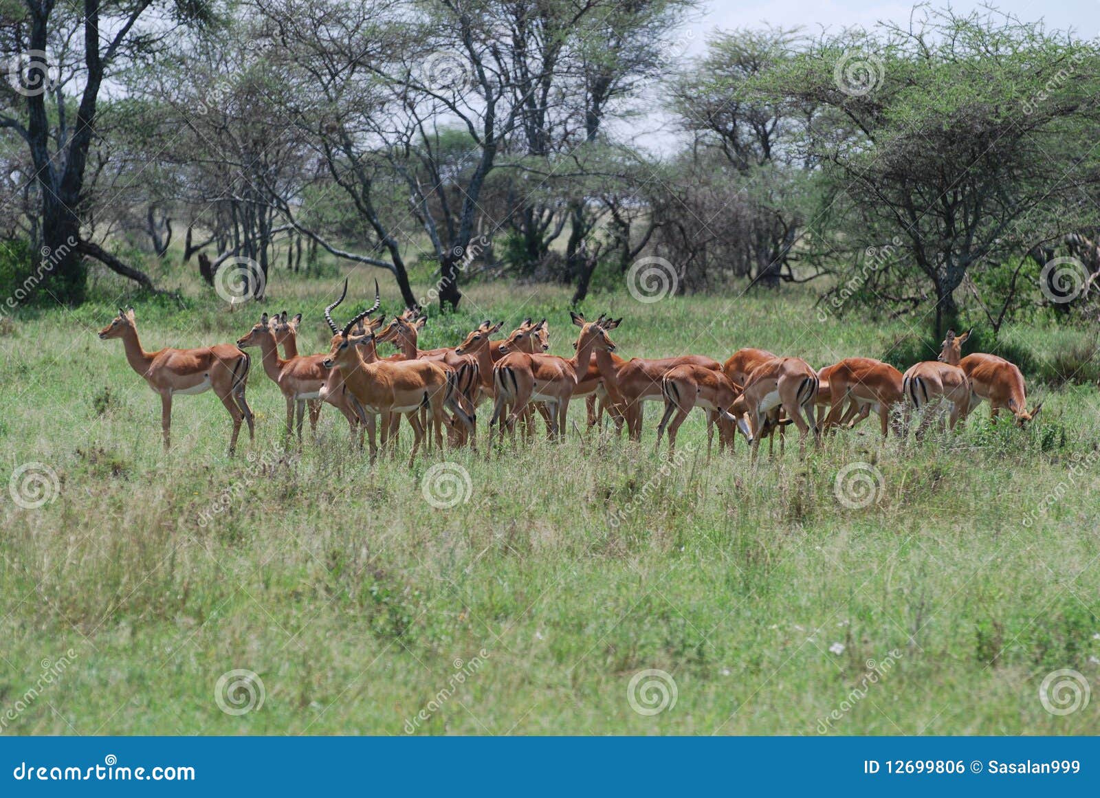 Impala Herd stock photo. Image of deer, tanzania, herd - 12699806