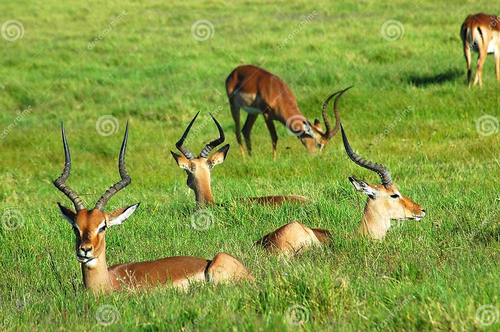 Impala herd stock image. Image of african, grassland, bushes - 1612459