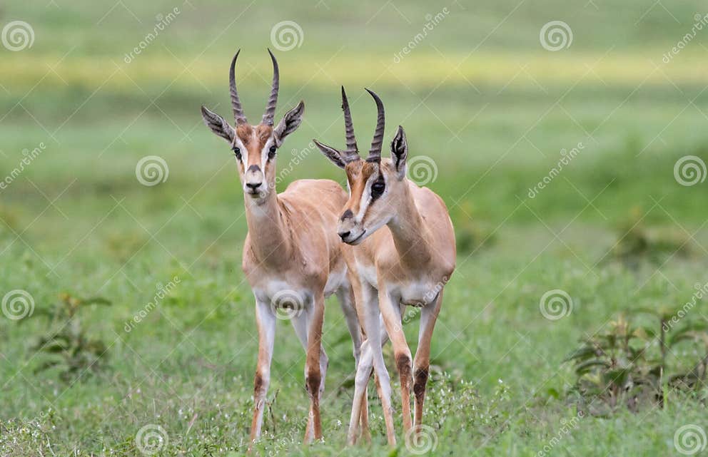 Impala herd, Africa stock image. Image of gazelle, baboon - 255607797