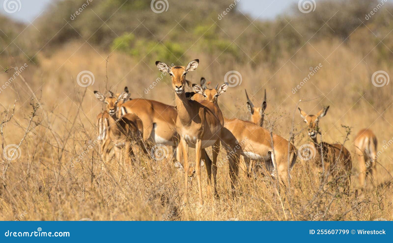 Impala herd, Africa stock image. Image of serengeti - 255607799
