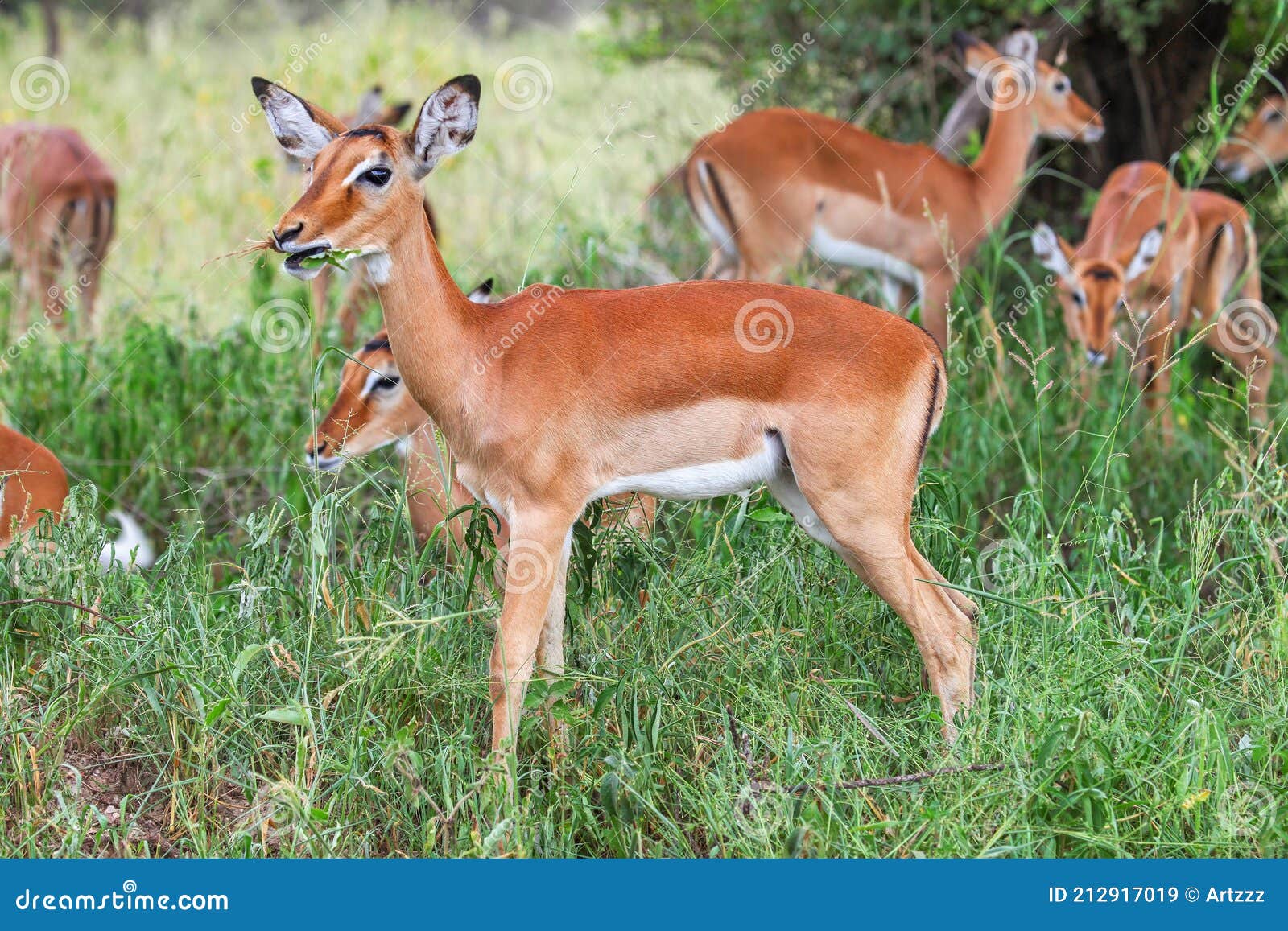 Impala stock image. Image of grass, impala, gamedrive - 212917019