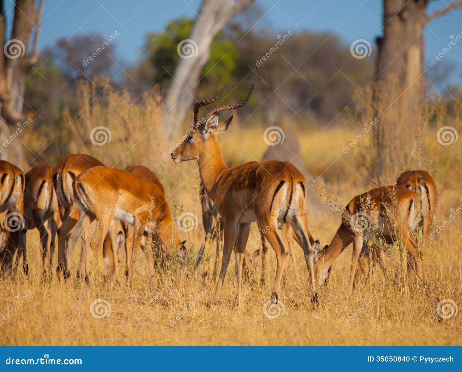 Impala herd stock photo. Image of graze, deer, grass - 35050840