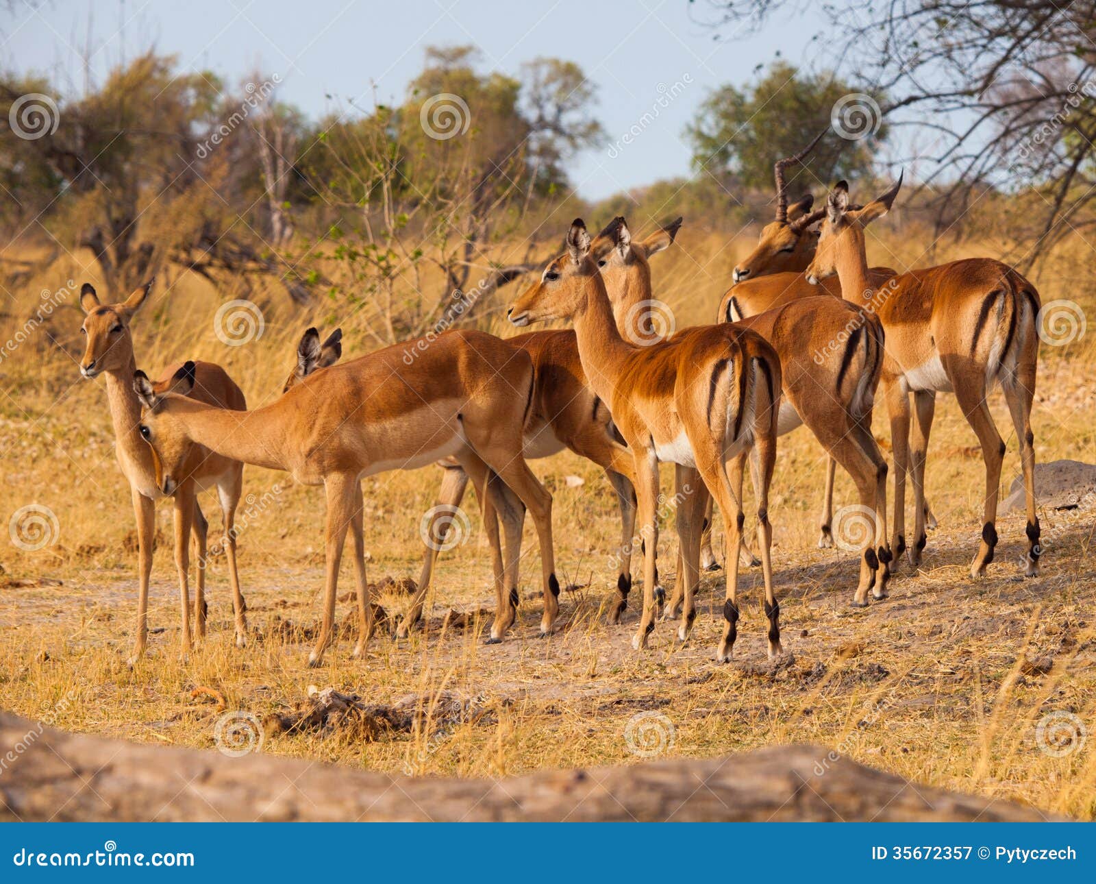 Impala herd stock image. Image of beautiful, nature, fauna - 35672357