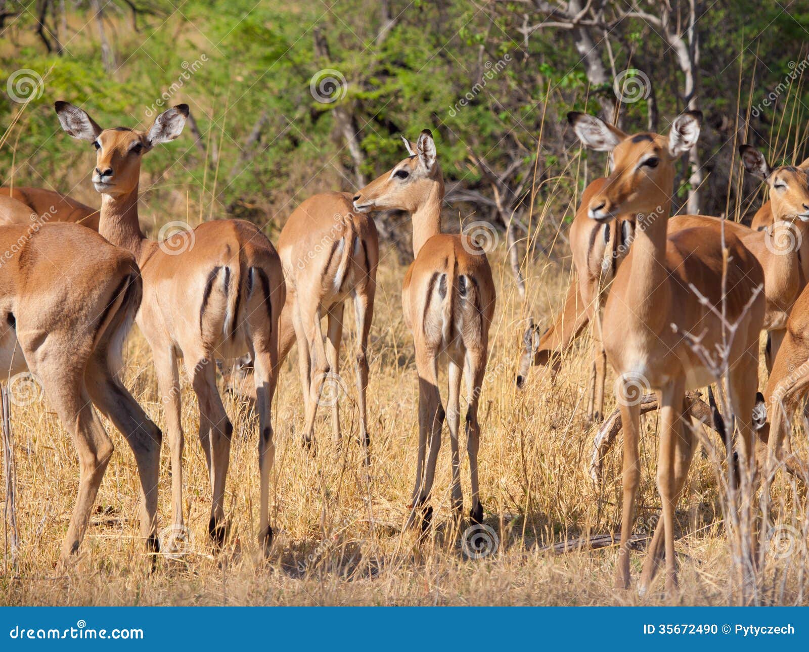 Impala herd stock photo. Image of grazing, herd, africa - 35672490