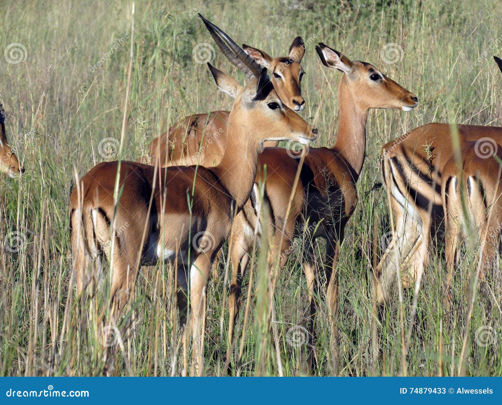Impala Herd stock image. Image of grass, listening, herd - 74879433