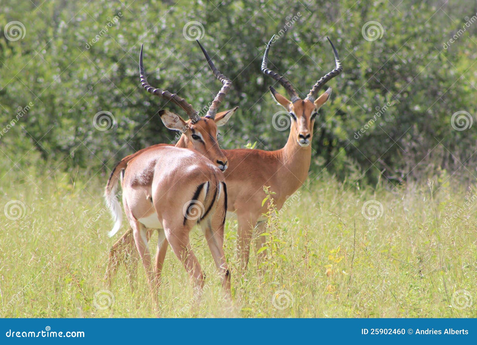 Impala - How Beautiful am I ? Stock Photo - Image of impala, nature ...