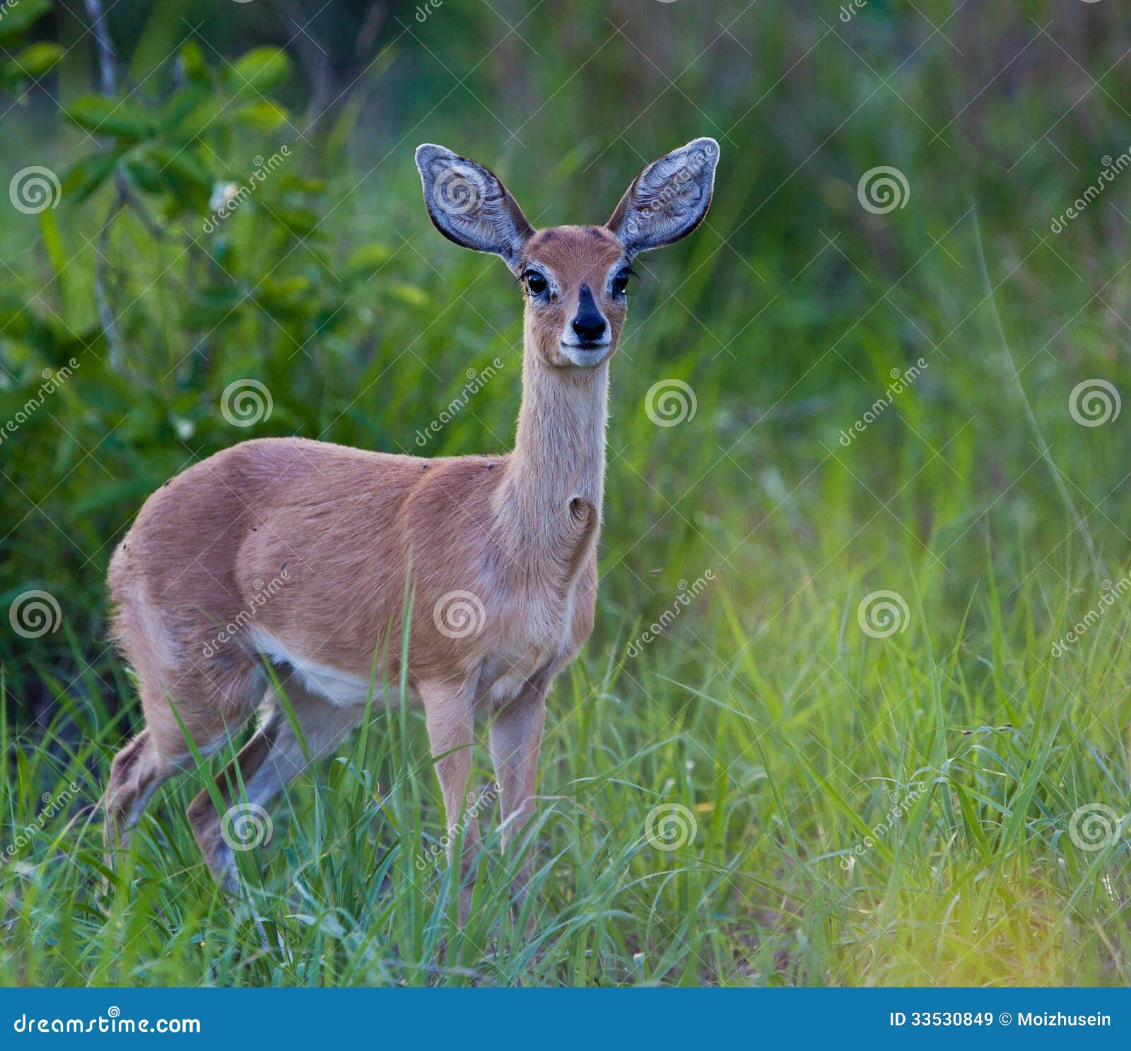 Impala im wilden stockbild. Bild von schönheit, tier - 33530849