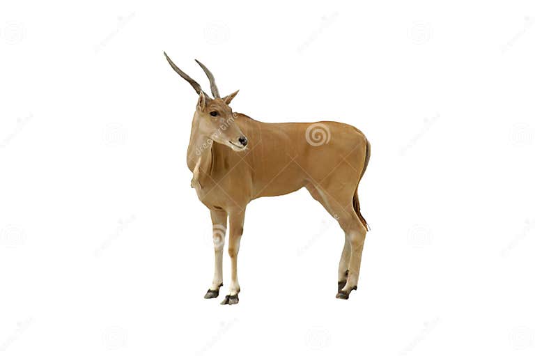 Impala isolated stock image. Image of colour, female, browser - 5004181