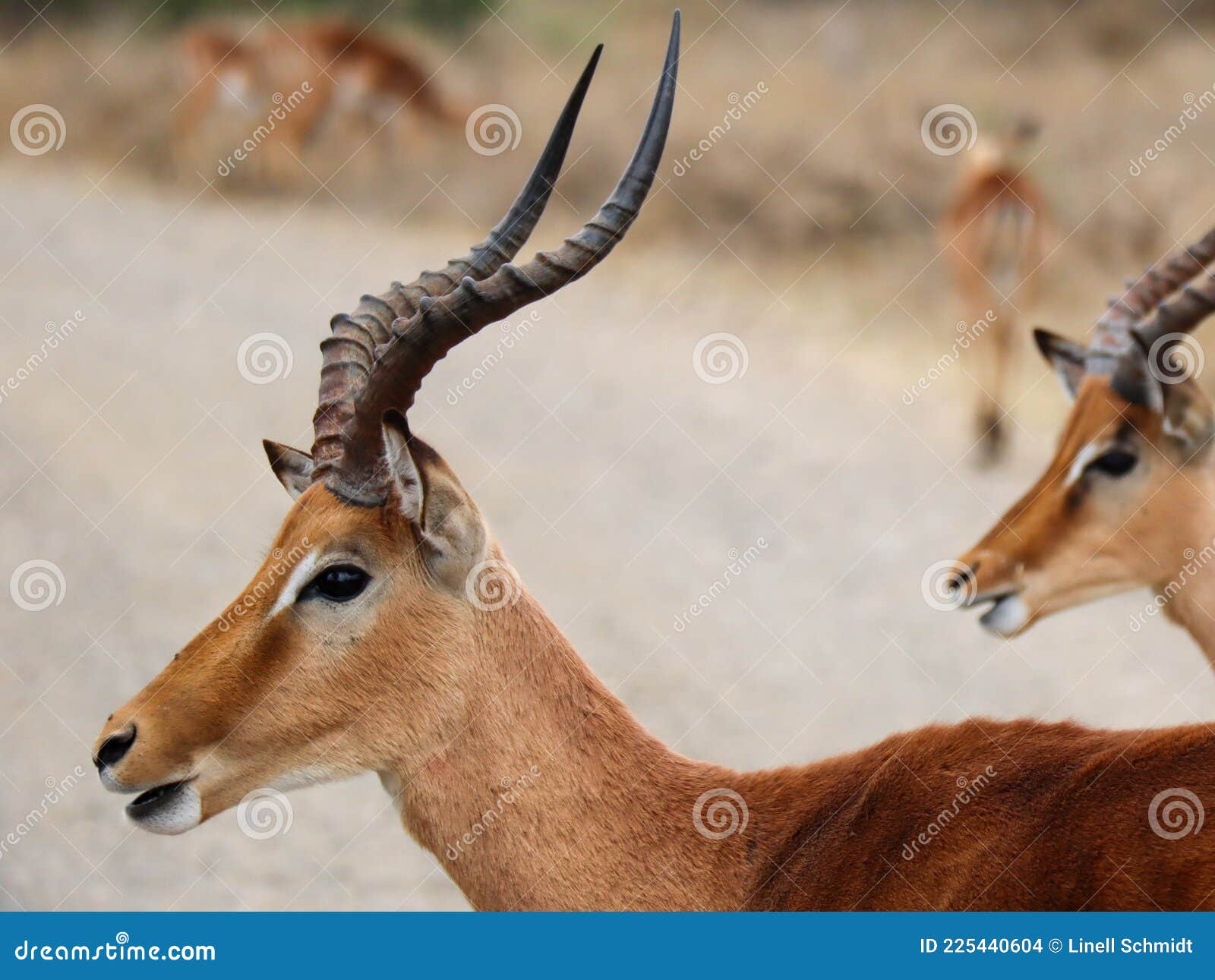 Impala in the Kruger National Park Stock Photo - Image of mammal, goats ...