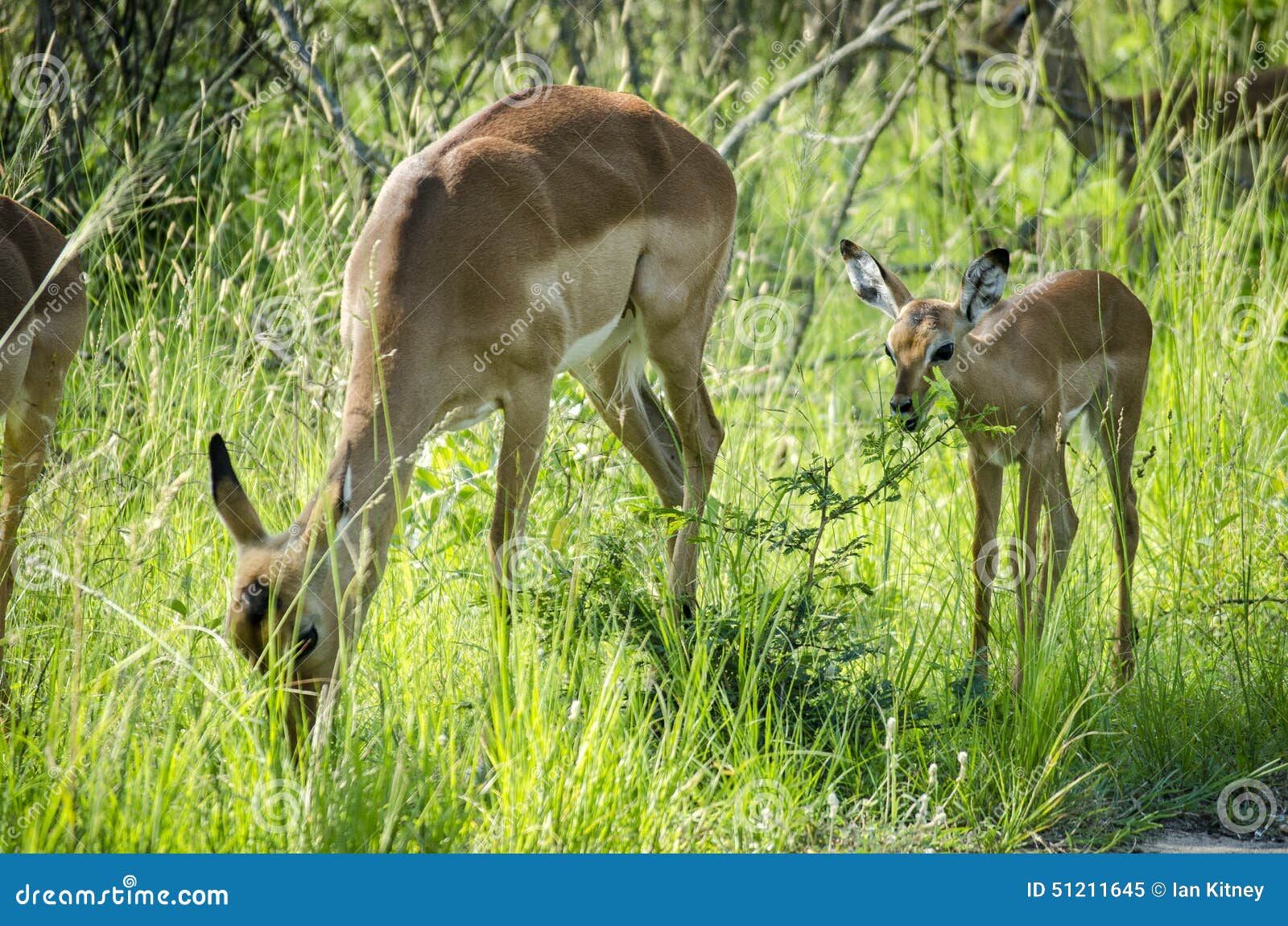 Impala stock image. Image of head, ears, wildlife, national - 51211645