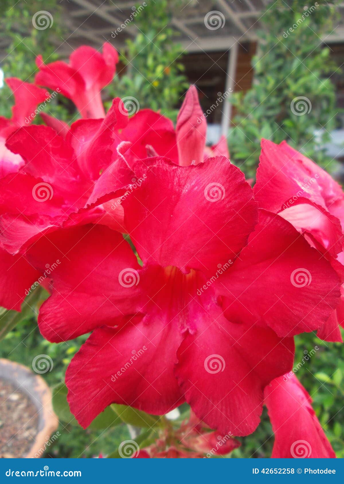 Impala Lily Adenium foto de archivo. Imagen de hoja, rosa - 42652258
