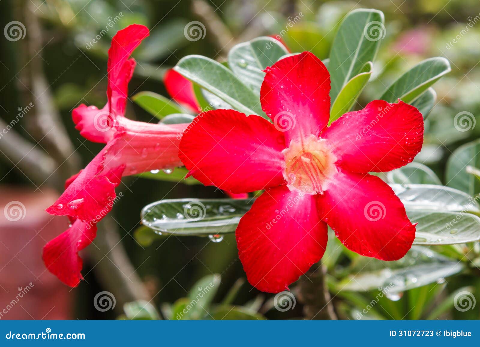 Impala Lily Adenium stock image. Image of bloom, beauty - 31072723
