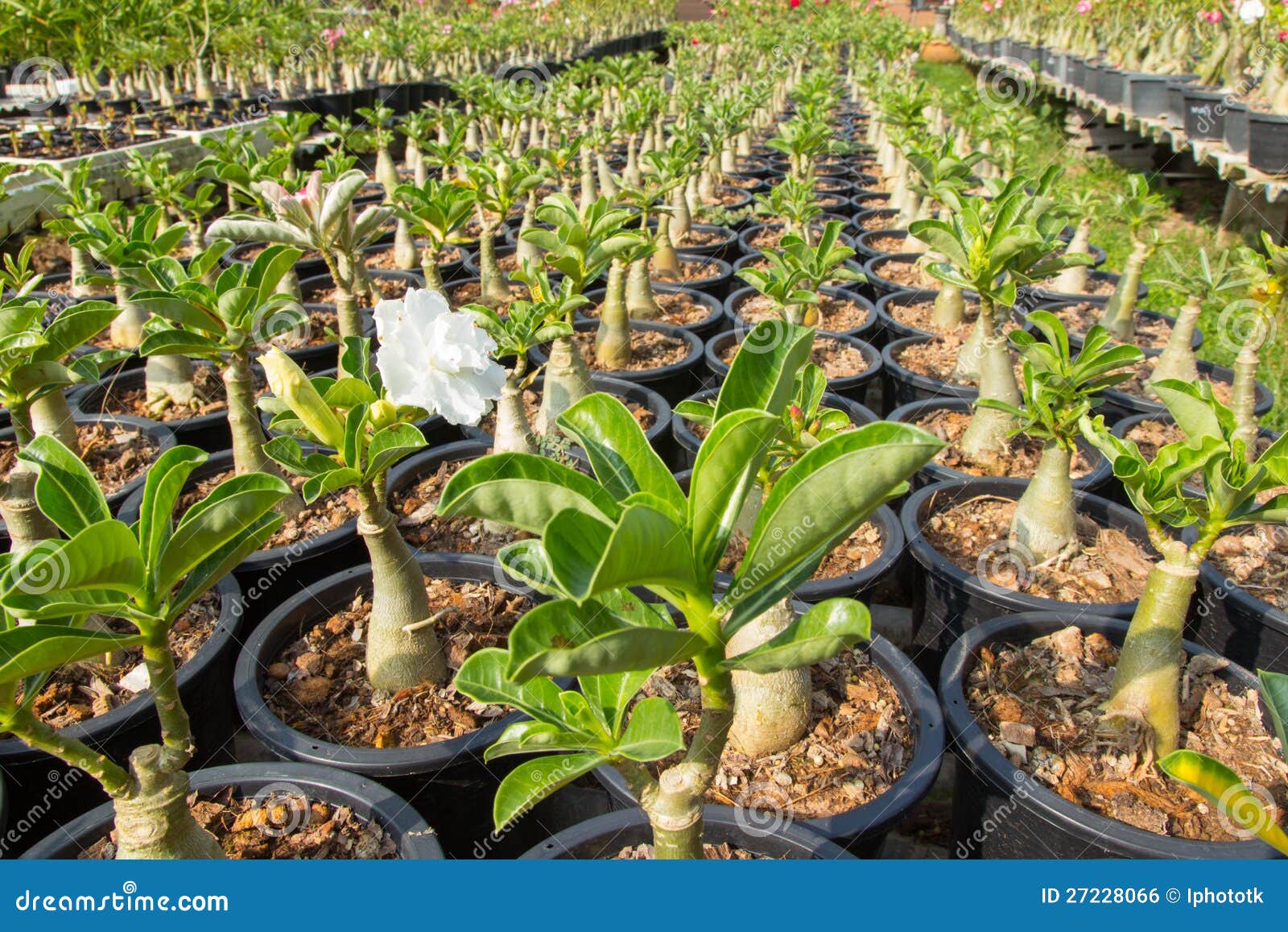Impala Lily Adenium Garden stock photo. Image of glowering - 27228066