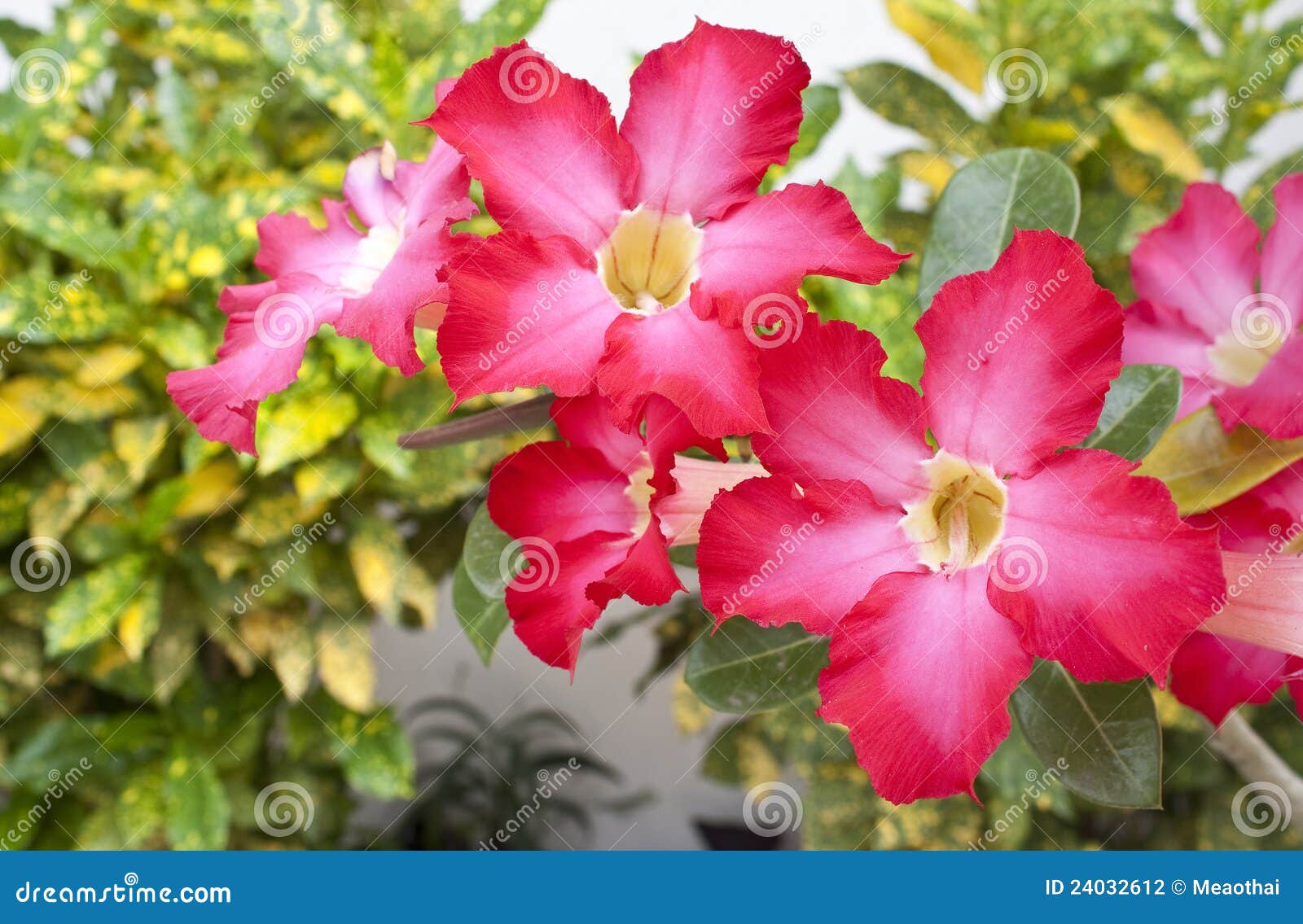 Impala Lily : Adenium Obesum.Balf. Stock Photo - Image of beautiful ...