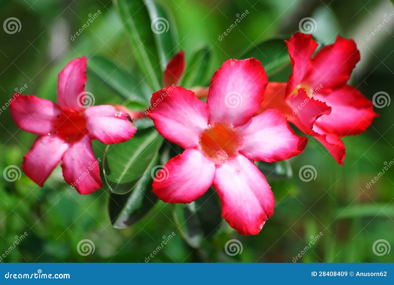 Impala Lily : Adenium Obesum Balf. Stock Image - Image of foliage ...
