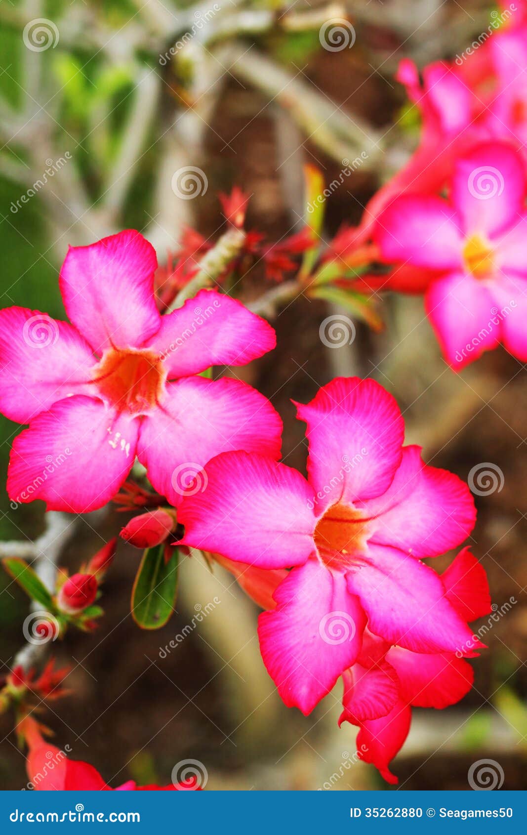Impala Lily Adenium - Pink Flowers Stock Photo - Image of green ...