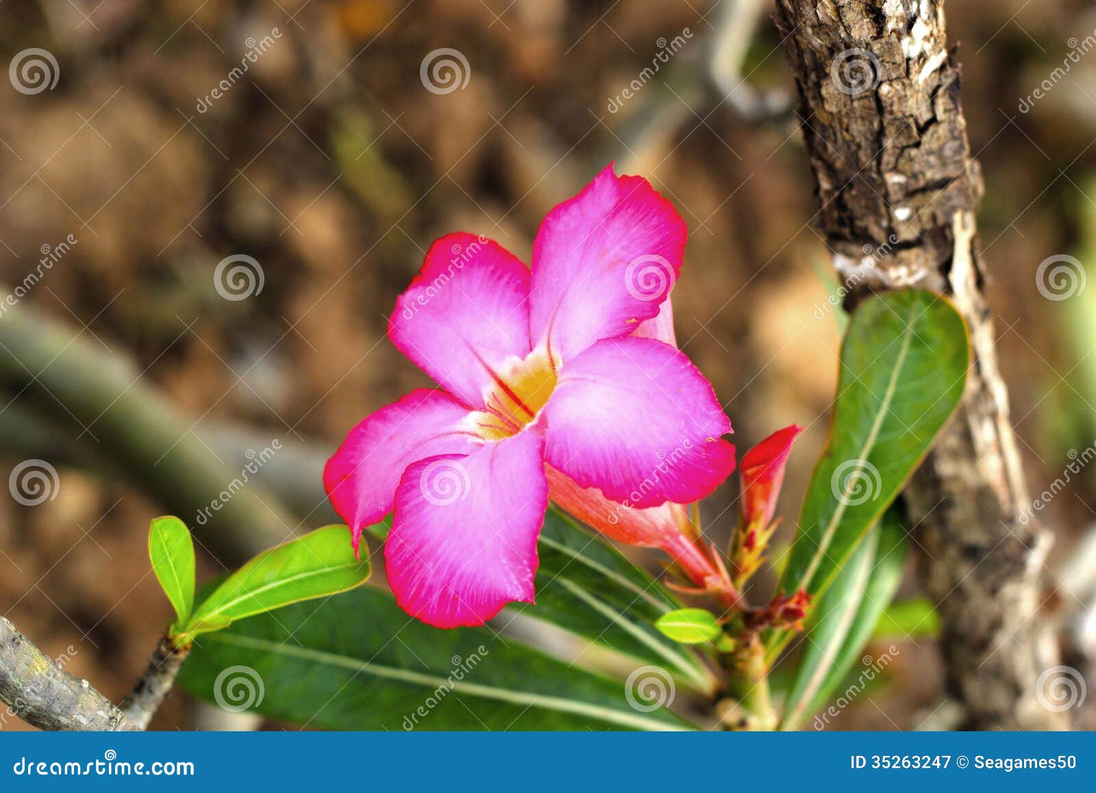 Impala Lily Adenium - Pink Flowers Stock Image - Image of bright, asian ...