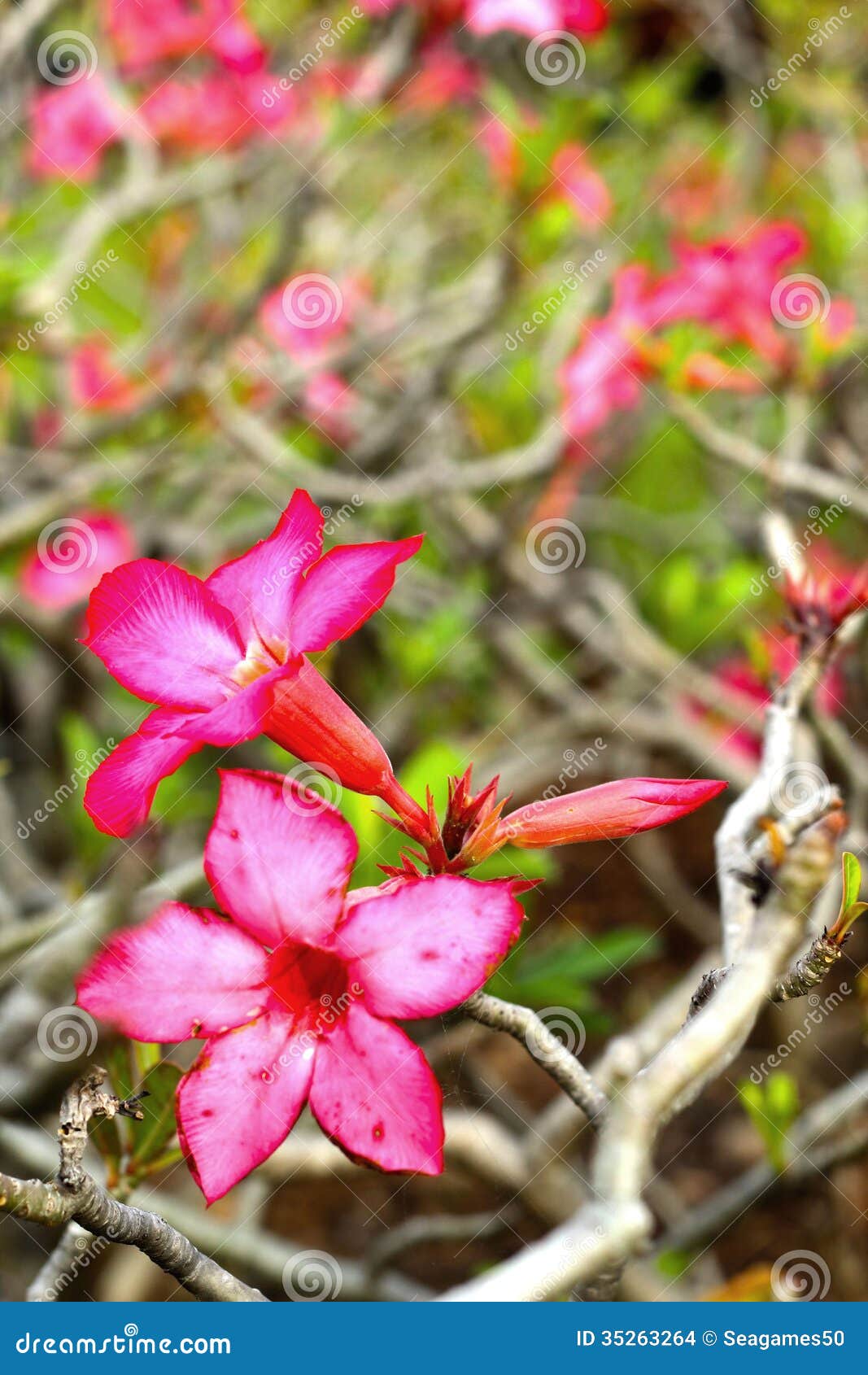Impala Lily Adenium - Pink Flowers Stock Photo - Image of light, garden ...