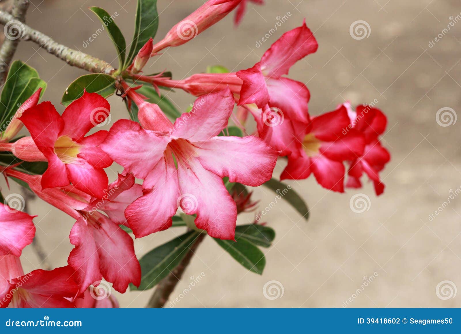 Impala Lily Adenium - Pink Flowers Stock Photo - Image of balf, asian ...