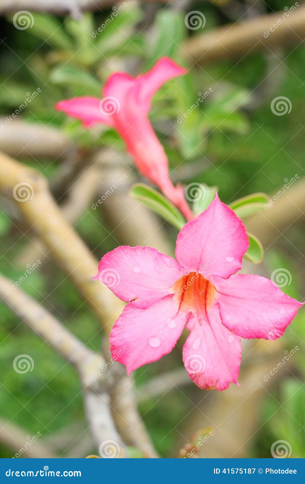 Impala lily adenium stock image. Image of impala, flower - 41575187