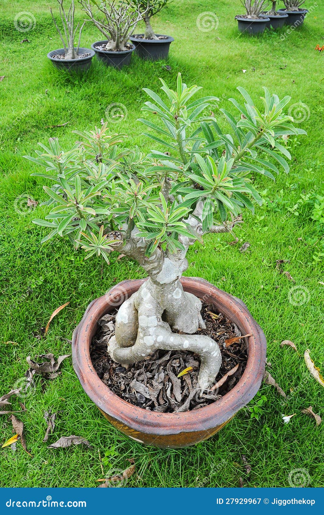 Impala Lily Adenium Tree stock image. Image of beautiful - 27929967