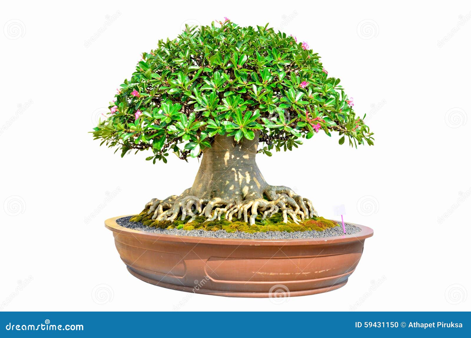 Impala lily dwarf pot stock photo. Image of impala, plant - 59431150