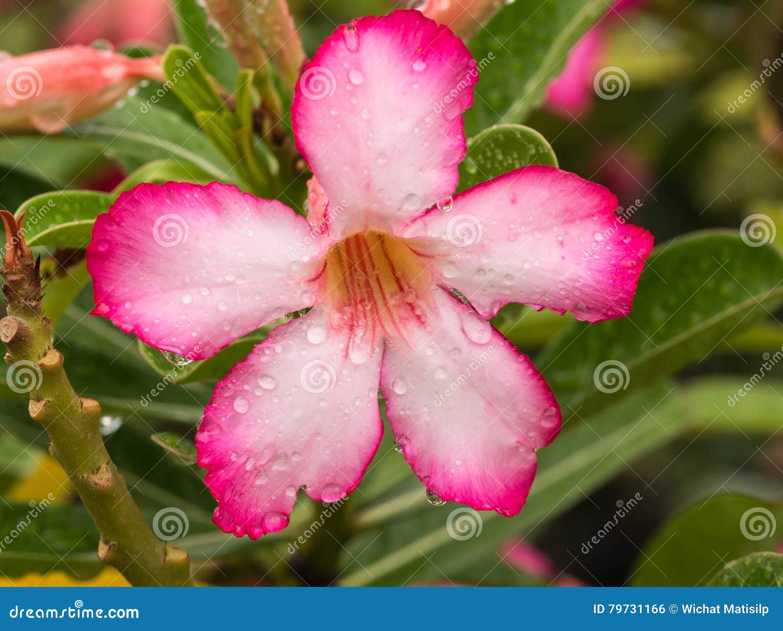 Impala Lily Flower stock photo. Image of floral, foliage - 79731166