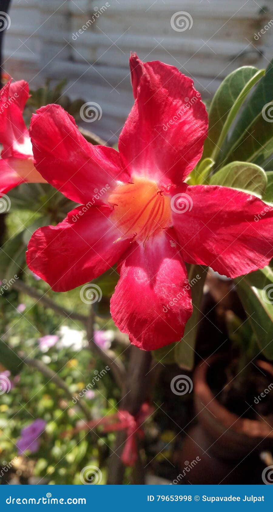 Impala lily flower stock photo. Image of floral, flower - 79653998