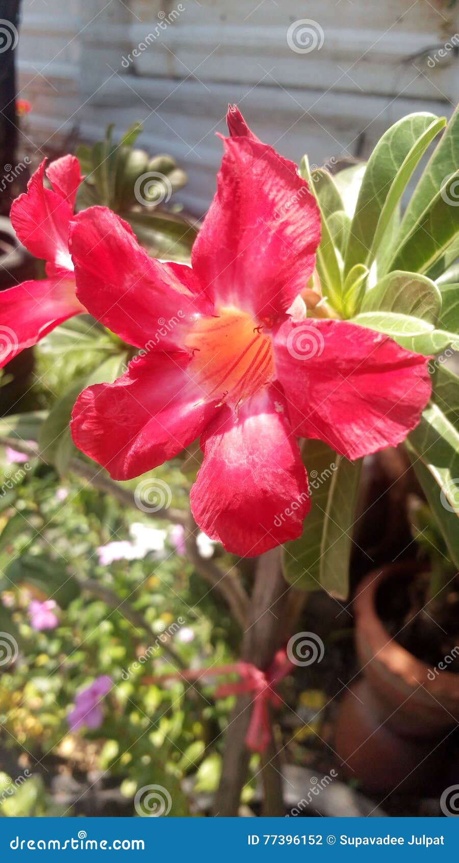 Impala lily flower. stock photo. Image of flora, redflower - 77396152