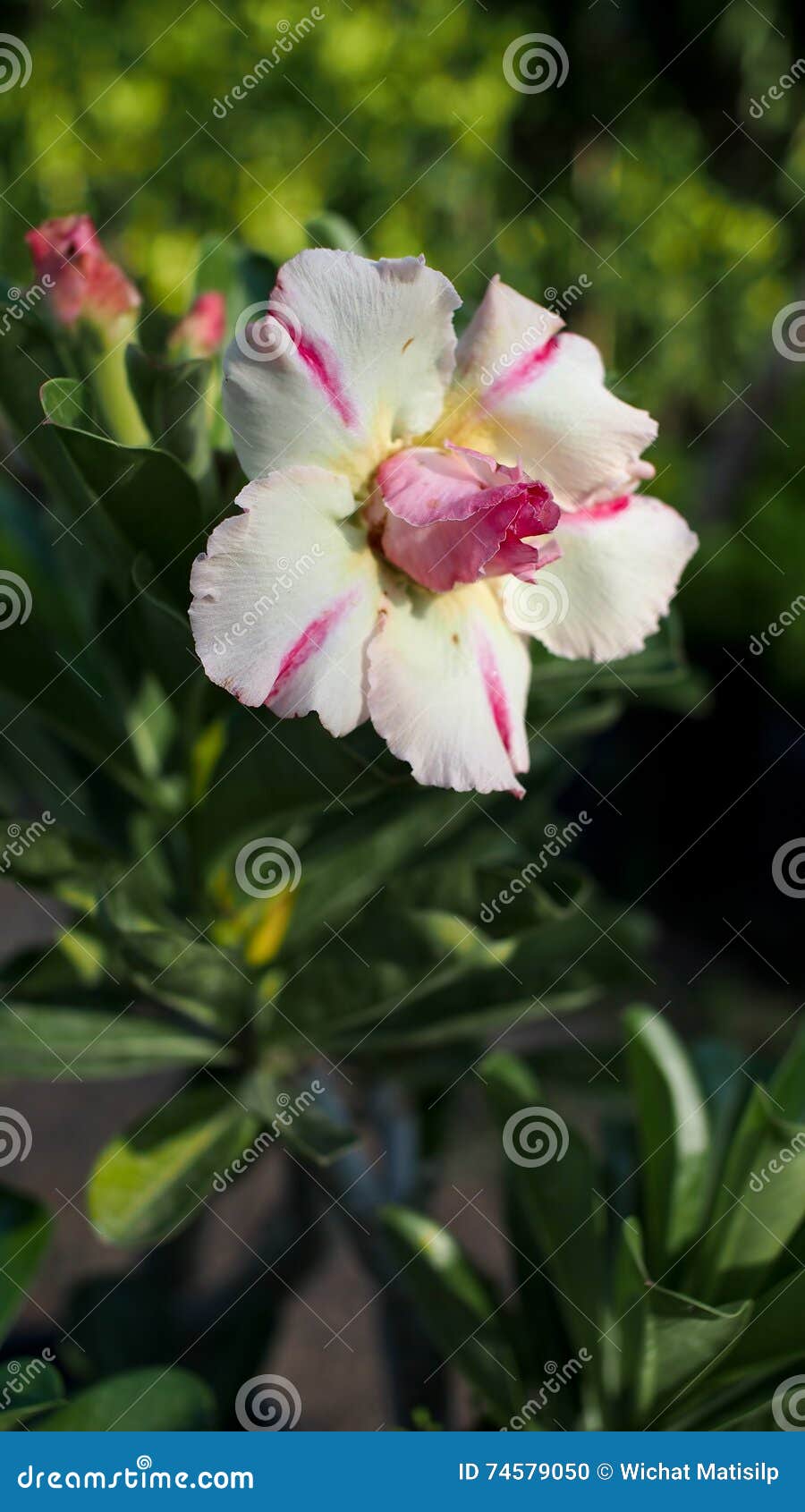 Impala Lily Flower stock photo. Image of growth, dwarf - 74579050