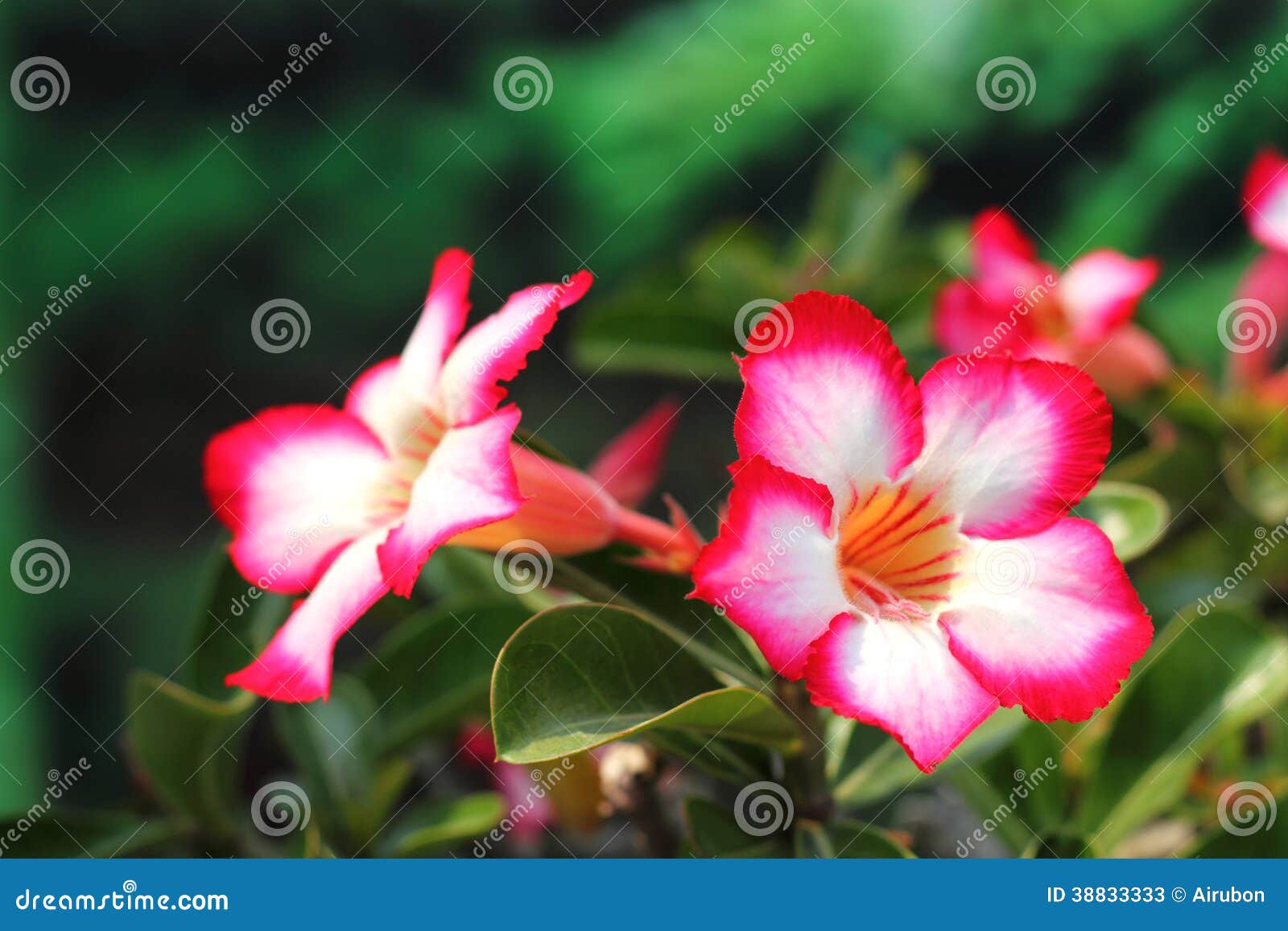 Impala Lily Flowers Blooming Stock Image - Image of leaf, branch: 38833333
