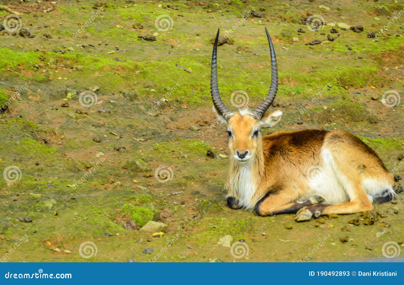 Impala Lying Down on the Mossy Ground Stock Image - Image of grandness ...