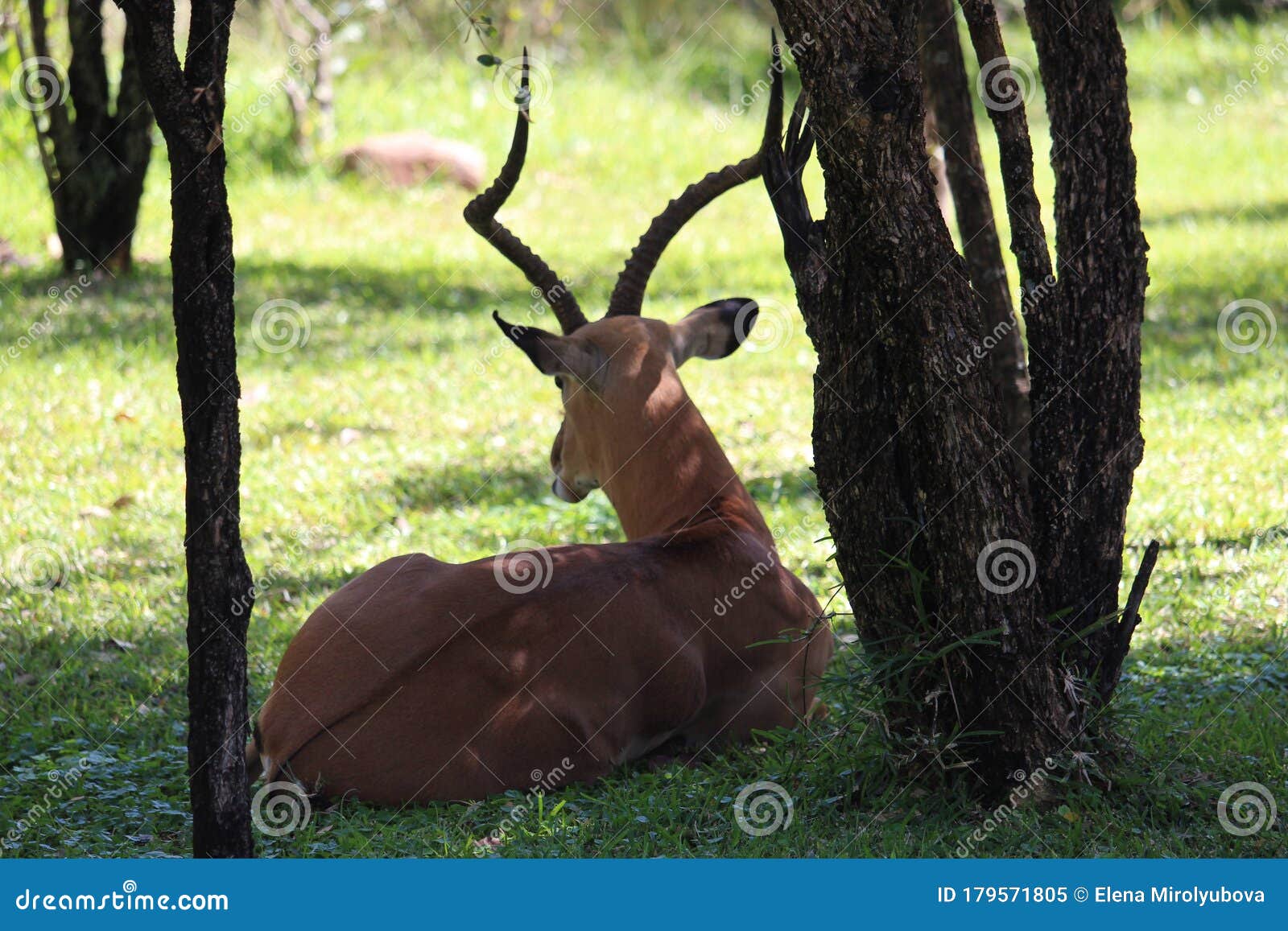 Impalas In A Forest Of Fever Trees In Gorongosa National Park Royalty ...
