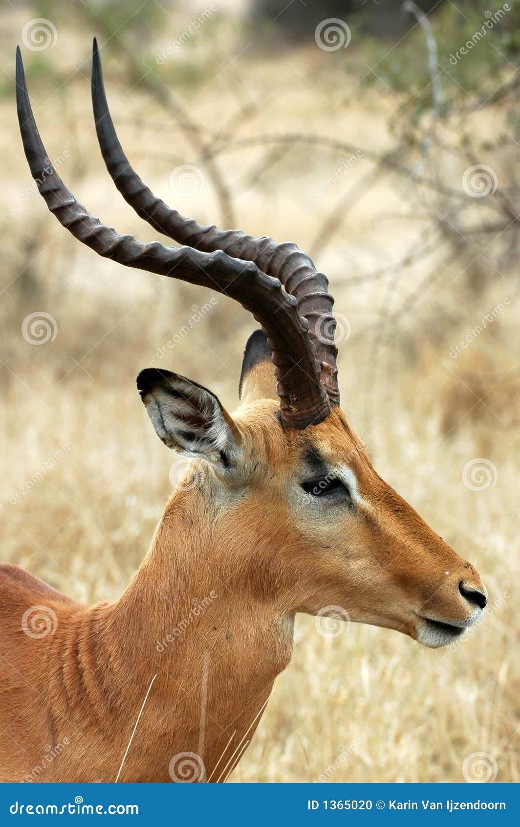 Impala male stock photo. Image of krugerpark, safari, horns - 1365020