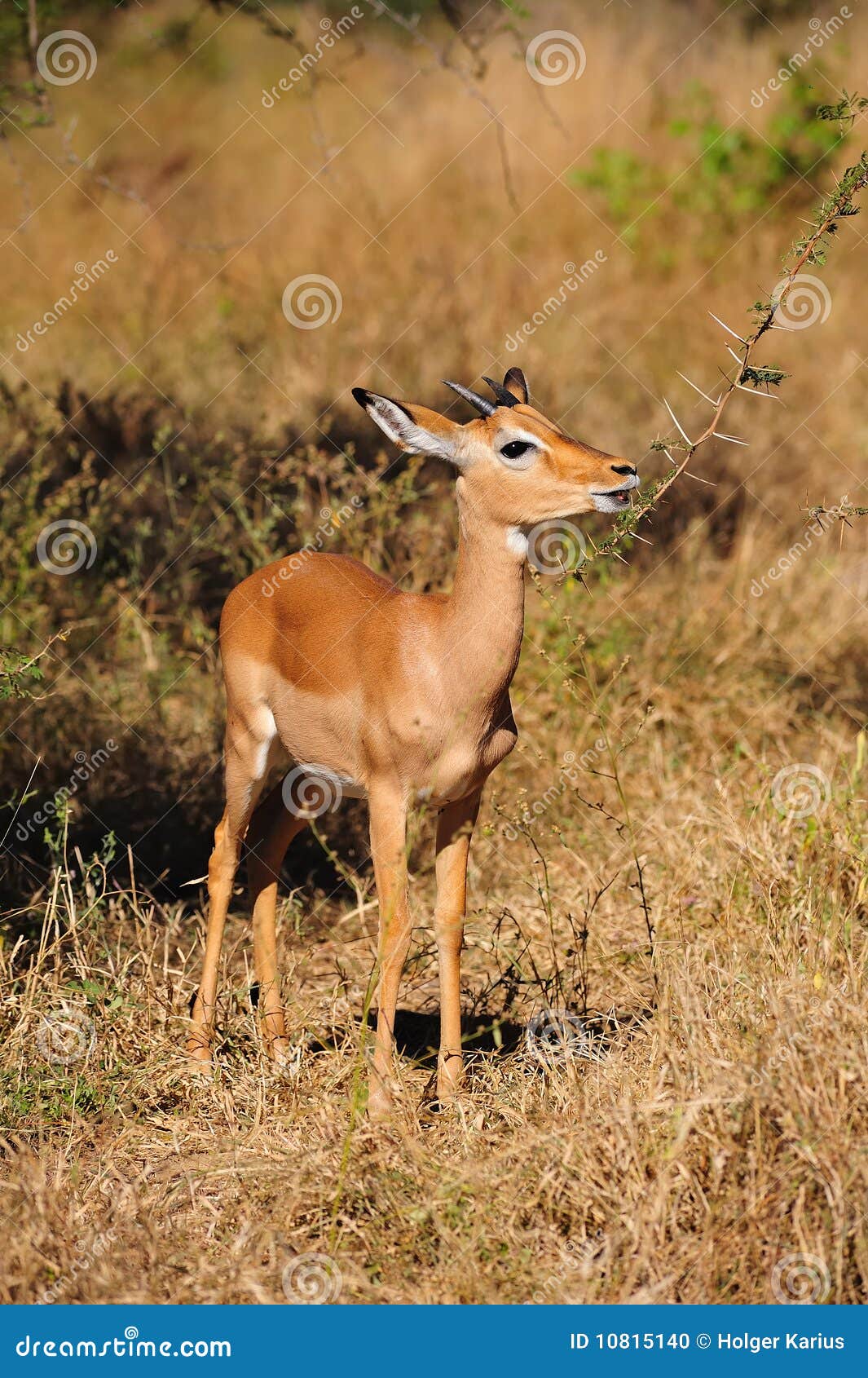 Impala Male (Aepyceros Melampus) Stock Photo - Image of impala, reserve ...