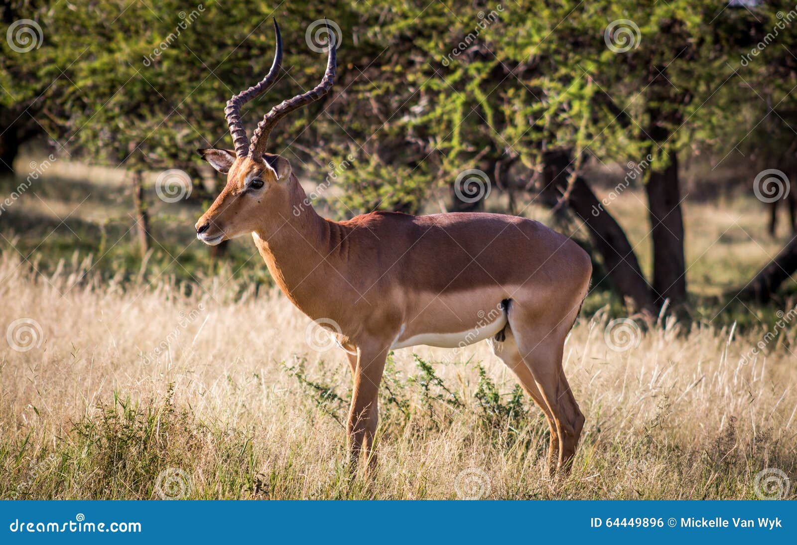Impala stock photo. Image of tree, building, guinea, teeth - 64449896