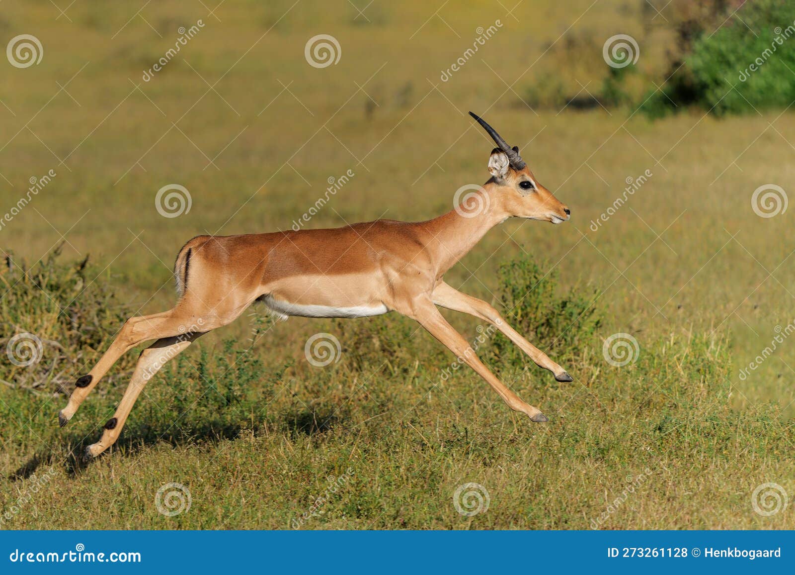 Impala Male Running in Mashatu Game Reserve Stock Photo - Image of ...