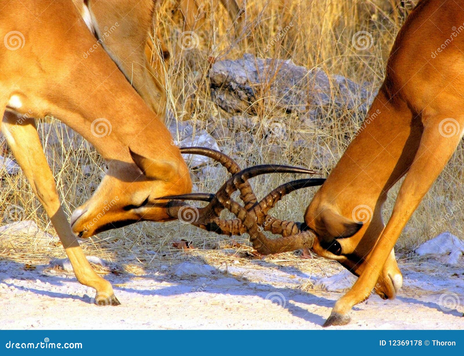 Impala males fighting stock photo. Image of reserve, animal - 12369178