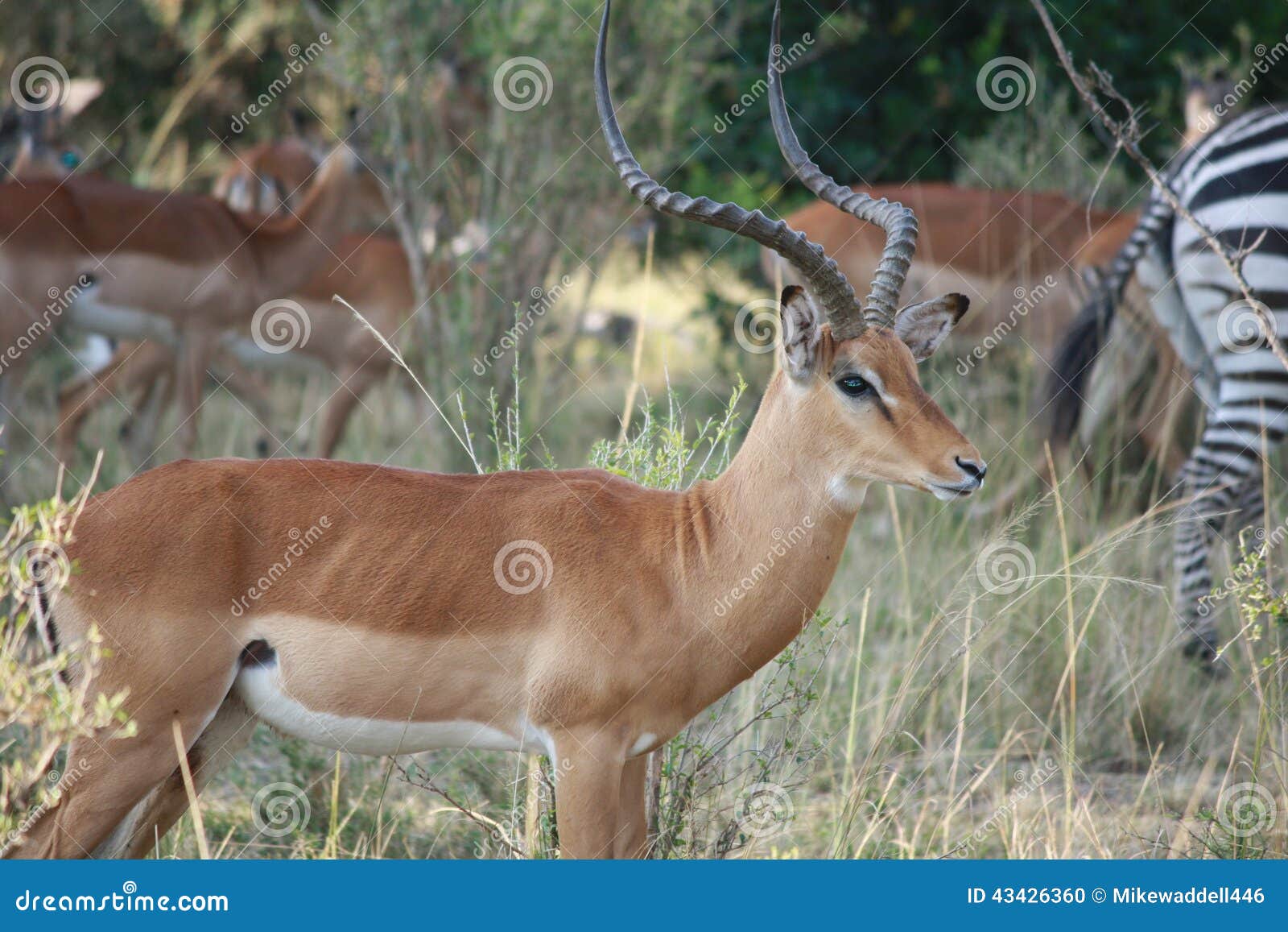 Impala stock photo. Image of impala, animals, mara, masai - 43426360